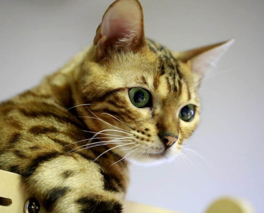 Allevamento Bengala | Cuccioli Gatto Bengala