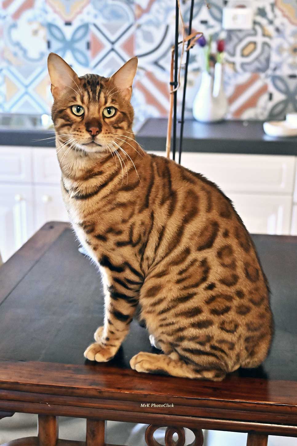 Gatto Bengala Razza Mista Gatti Di Razza Mista Immagini Senza Sfondo E